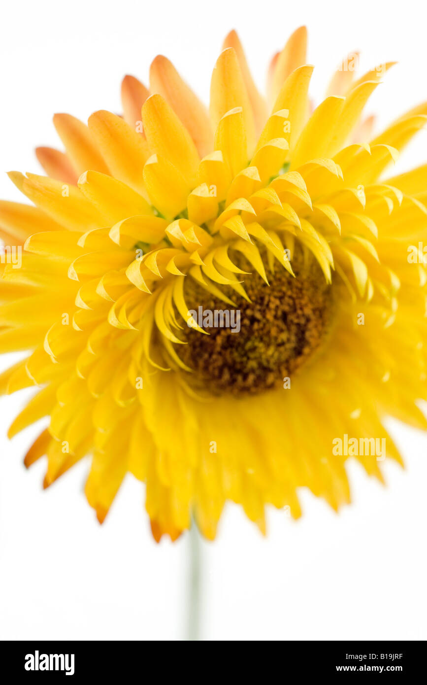 Yellow strawflower hi-res stock photography and images - Alamy