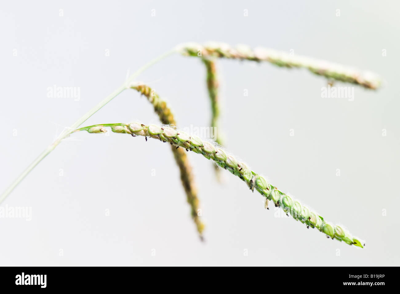 Grass seed heads Stock Photo - Alamy
