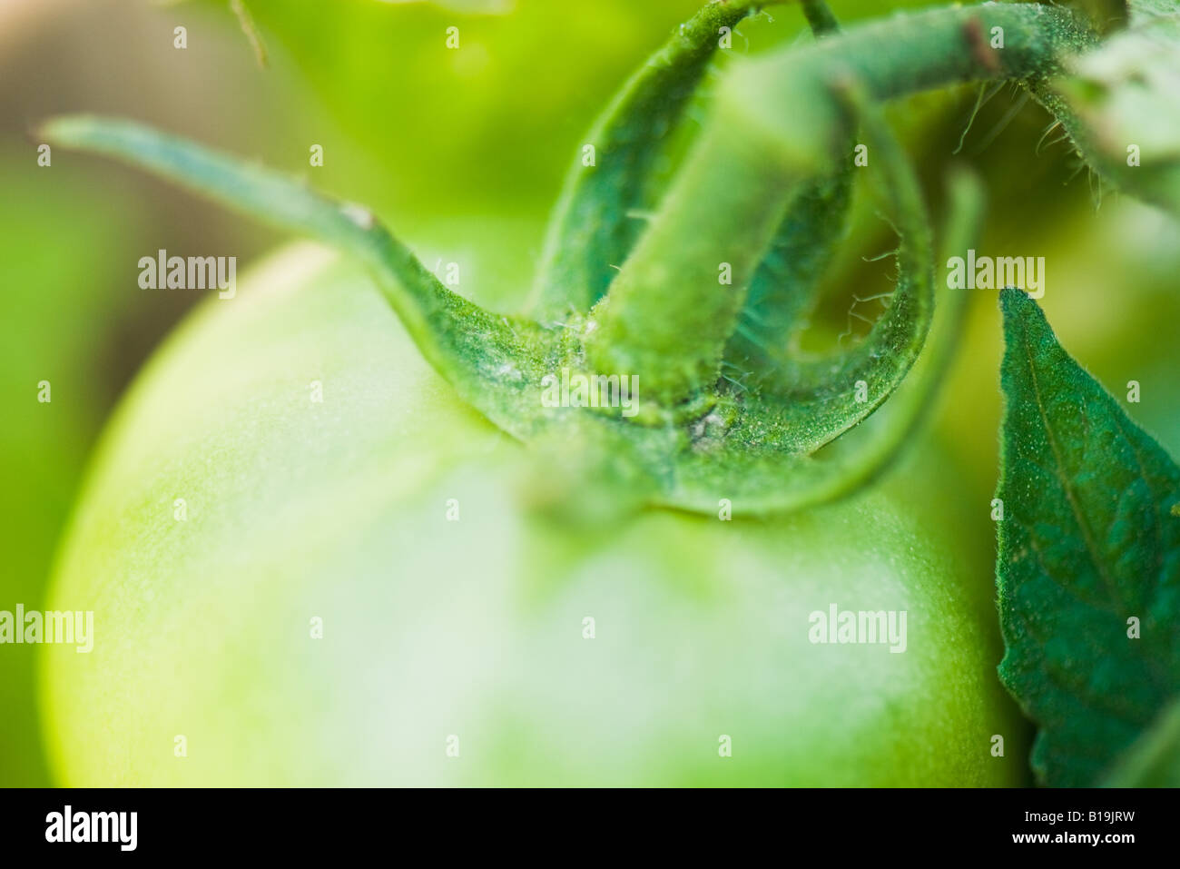 Tomato sepal hi-res stock photography and images - Alamy