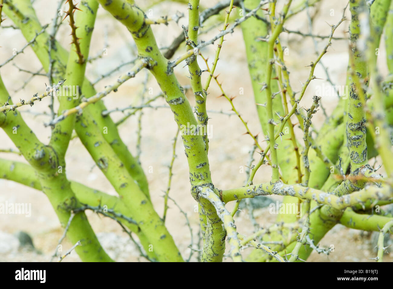 Thorny rose bush stems Stock Photo - Alamy
