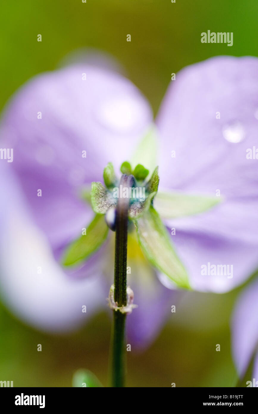Pansy, close-up of stem Stock Photo - Alamy
