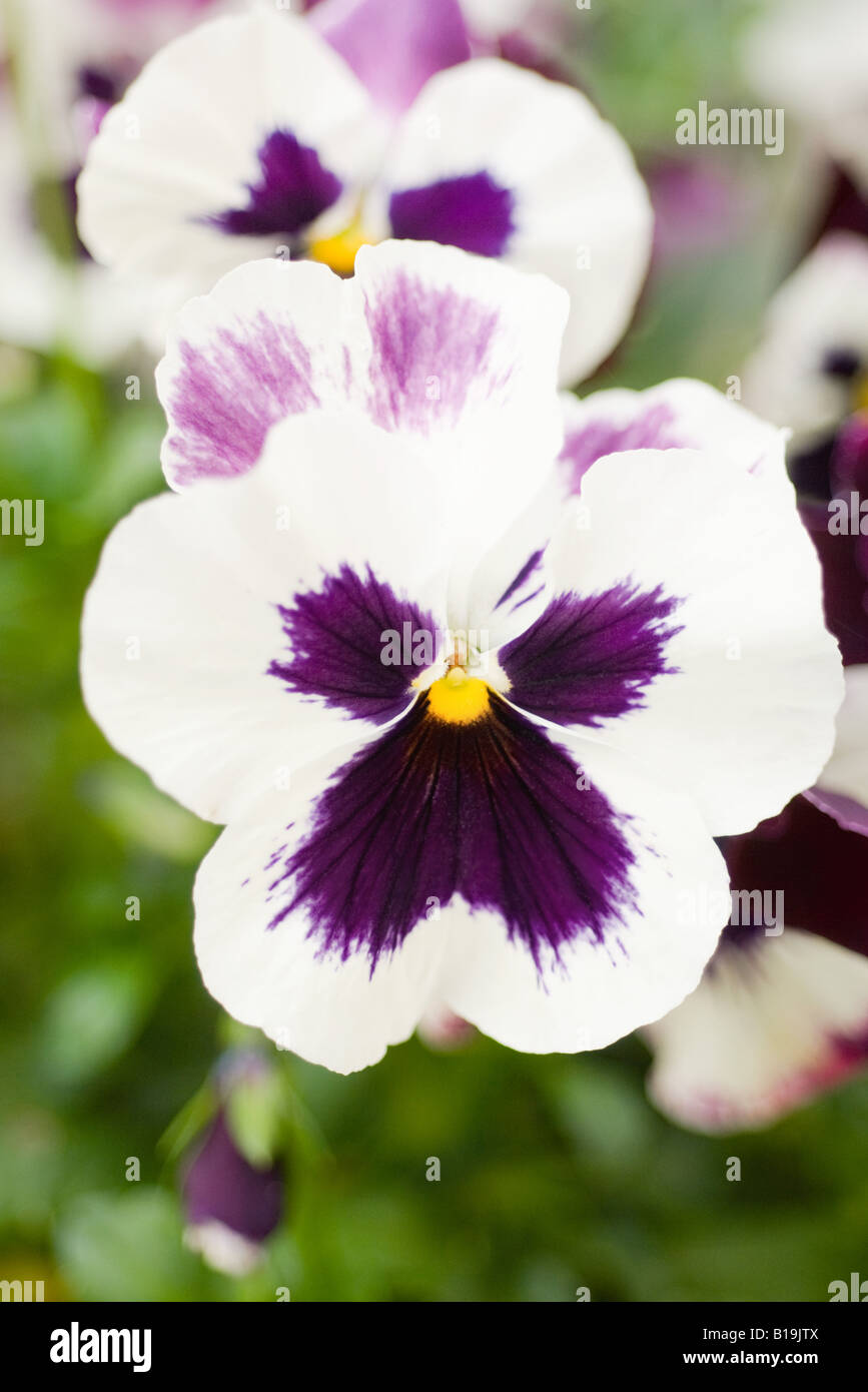 Variegated pansies hi-res stock photography and images - Alamy