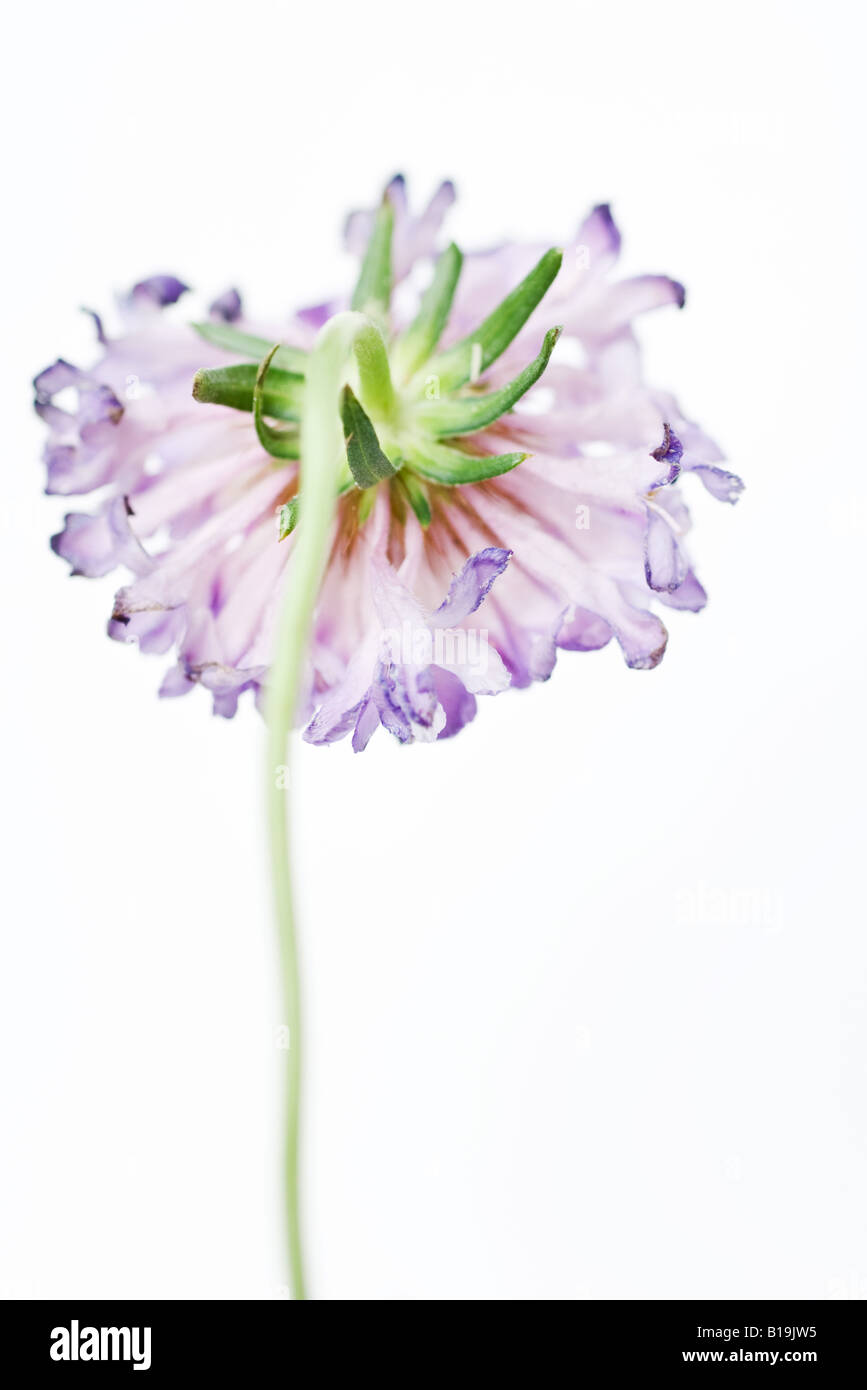 Rear flowers Cut Out Stock Images & Pictures - Alamy
