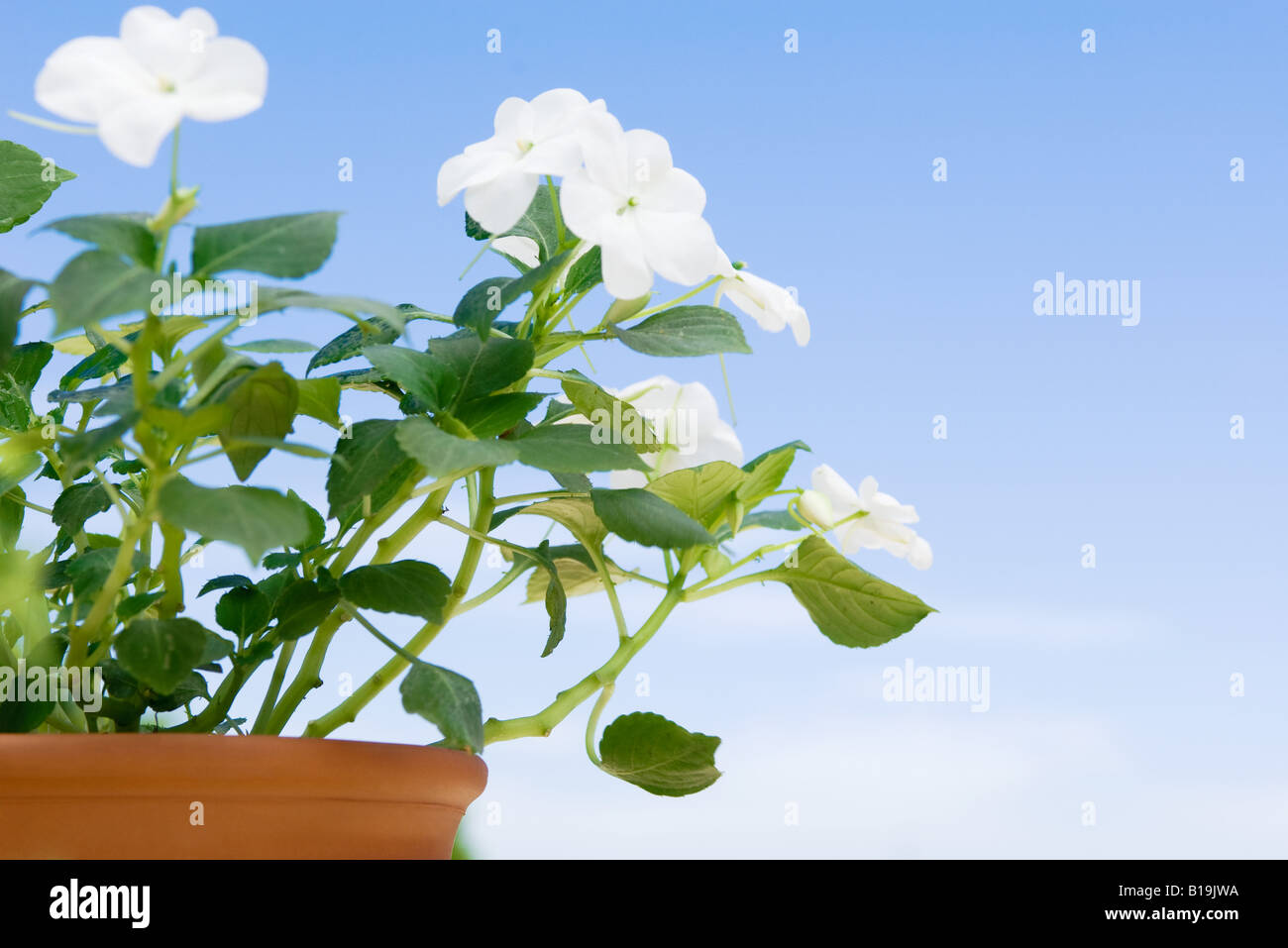 White impatiens in pot hi-res stock photography and images - Alamy