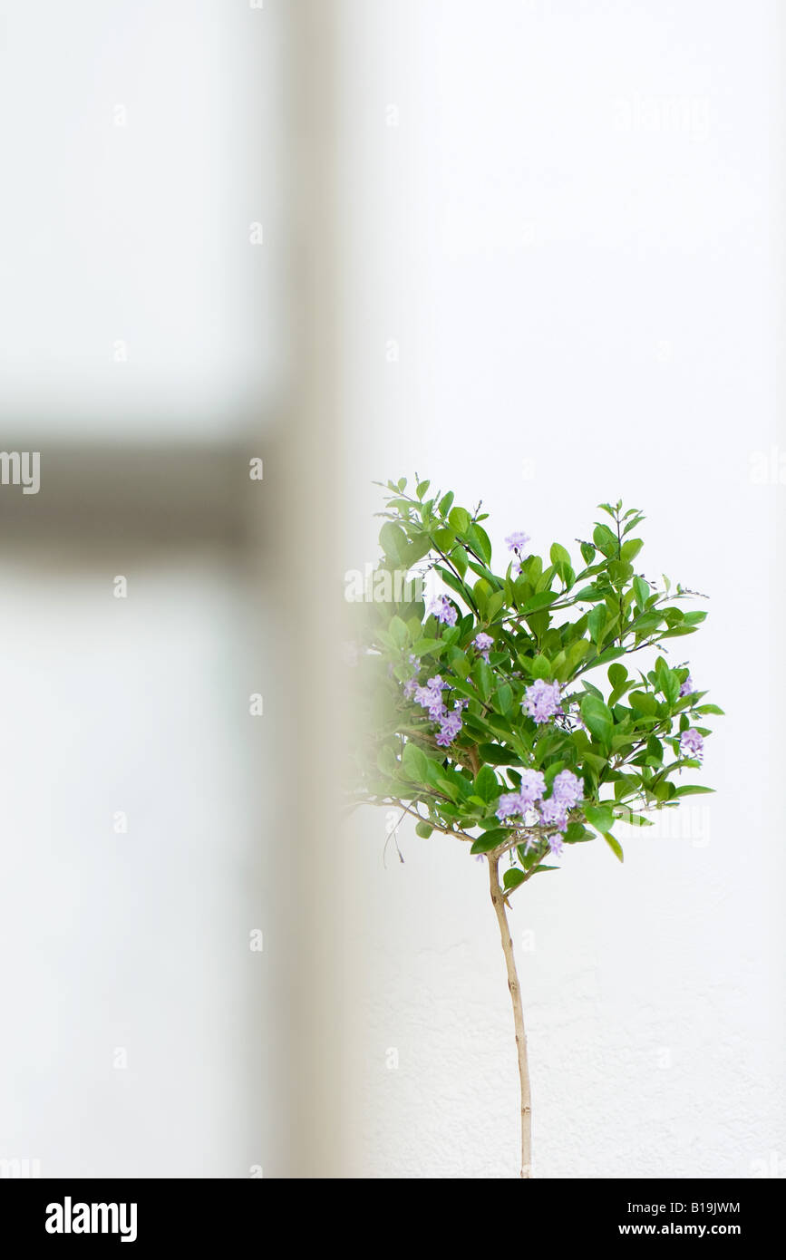 Flowering topiary plant Stock Photo - Alamy