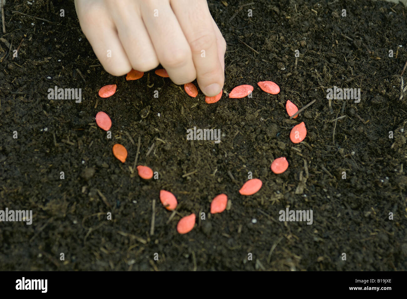 Hand arranging seeds in heart shape on soil Stock Photo - Alamy