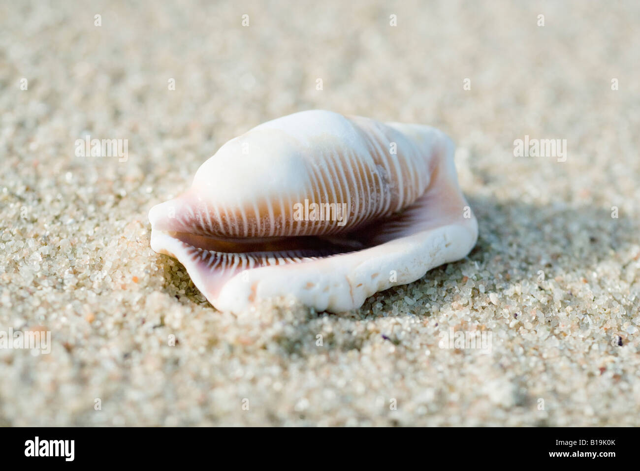 1 seashell hi-res stock photography and images - Alamy