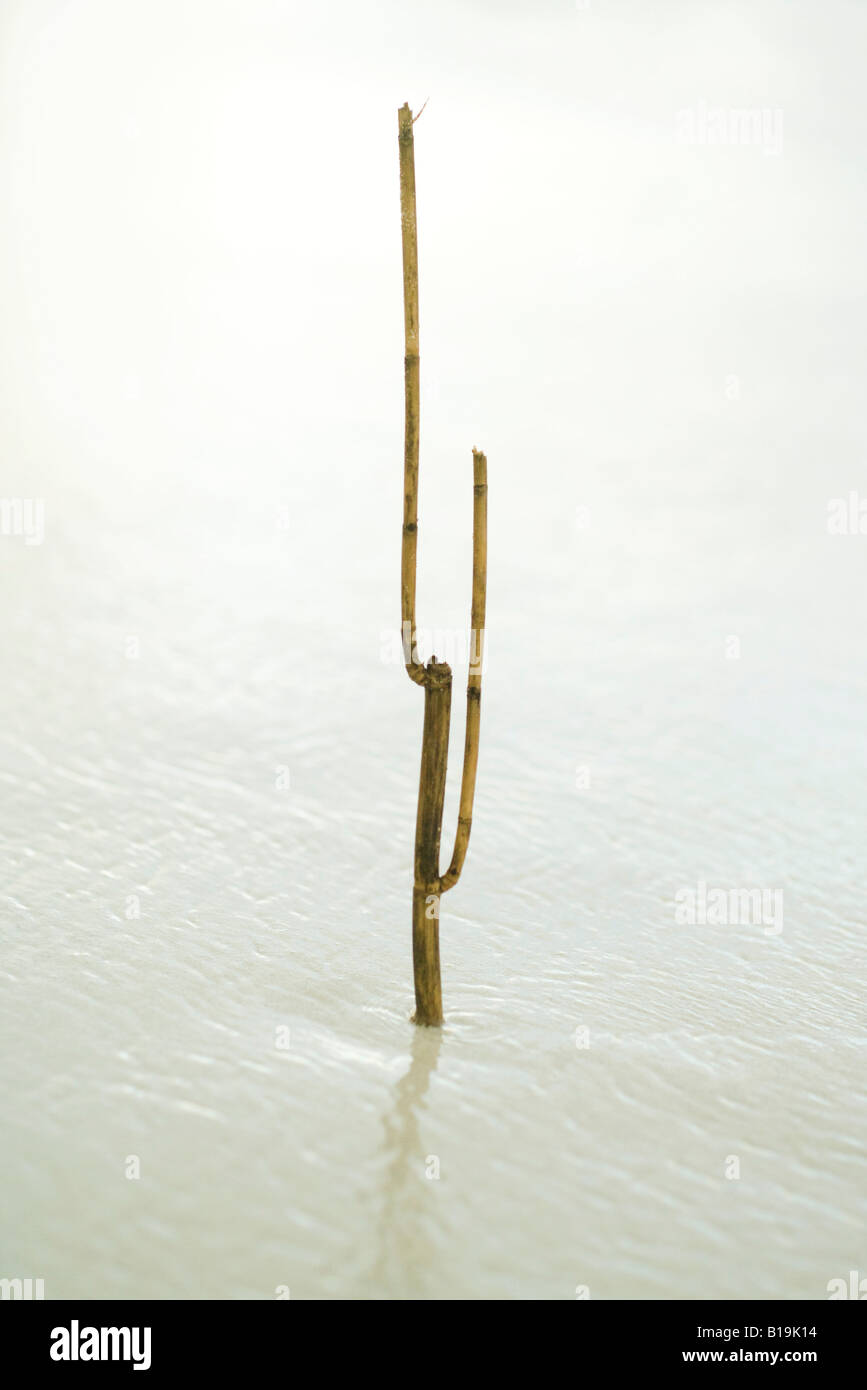 Bamboo stick in shallow water Stock Photo - Alamy