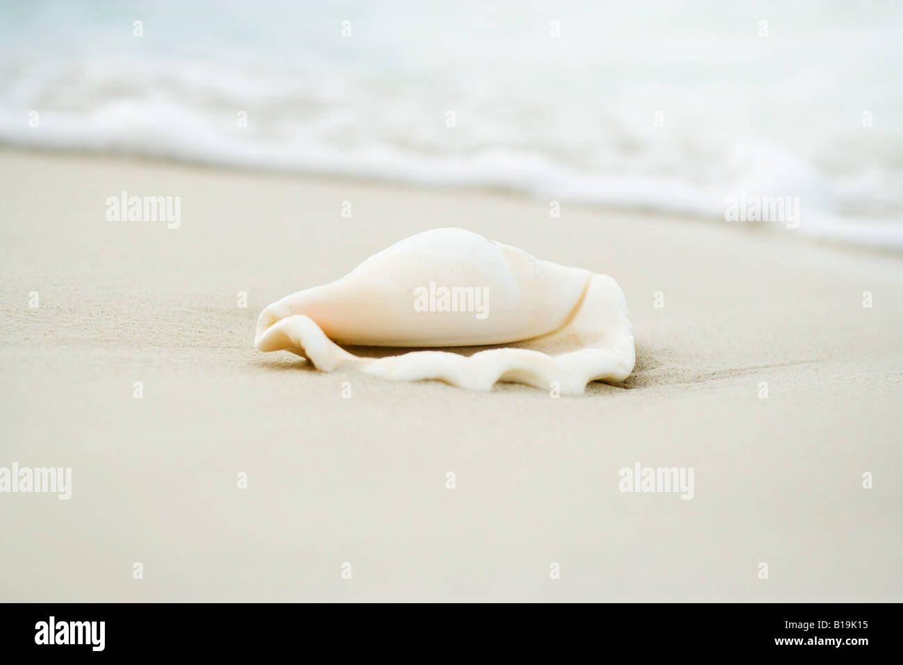 Seashell on the beach, close-up Stock Photo - Alamy