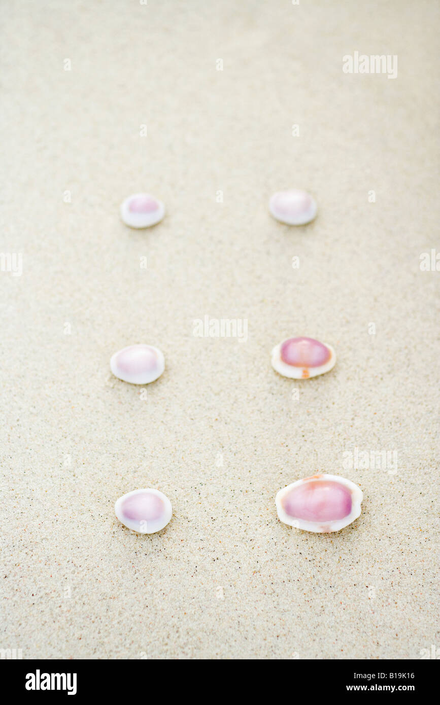 Seashells in rows, close-up Stock Photo - Alamy