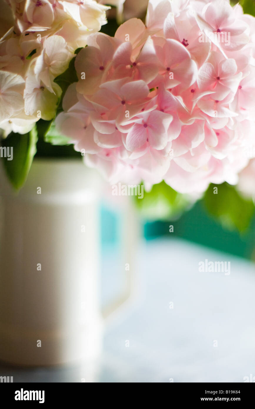 Pink hydrangea flowers in pitcher, close-up Stock Photo - Alamy