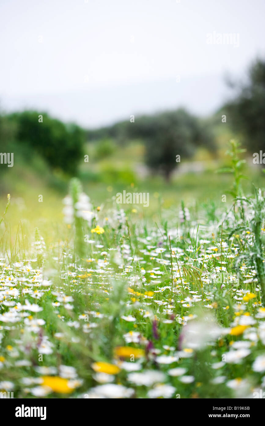 Wildflowers growing in rural field Stock Photo - Alamy