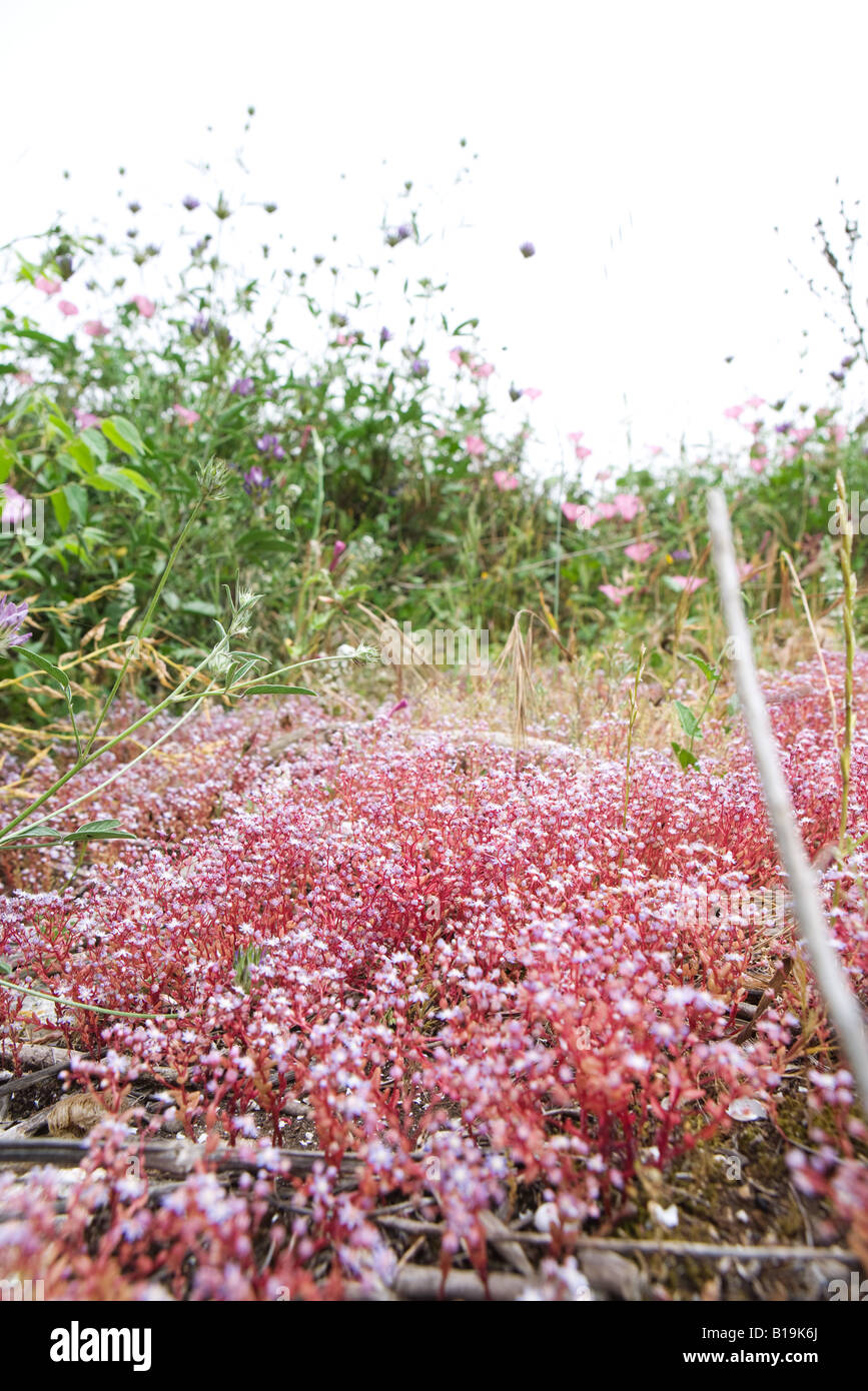 Pink wildflowers growing in field Stock Photo - Alamy
