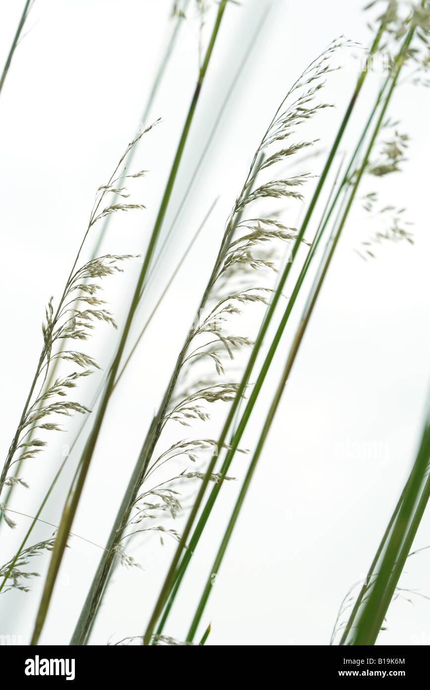 Tall grass, close-up Stock Photo - Alamy
