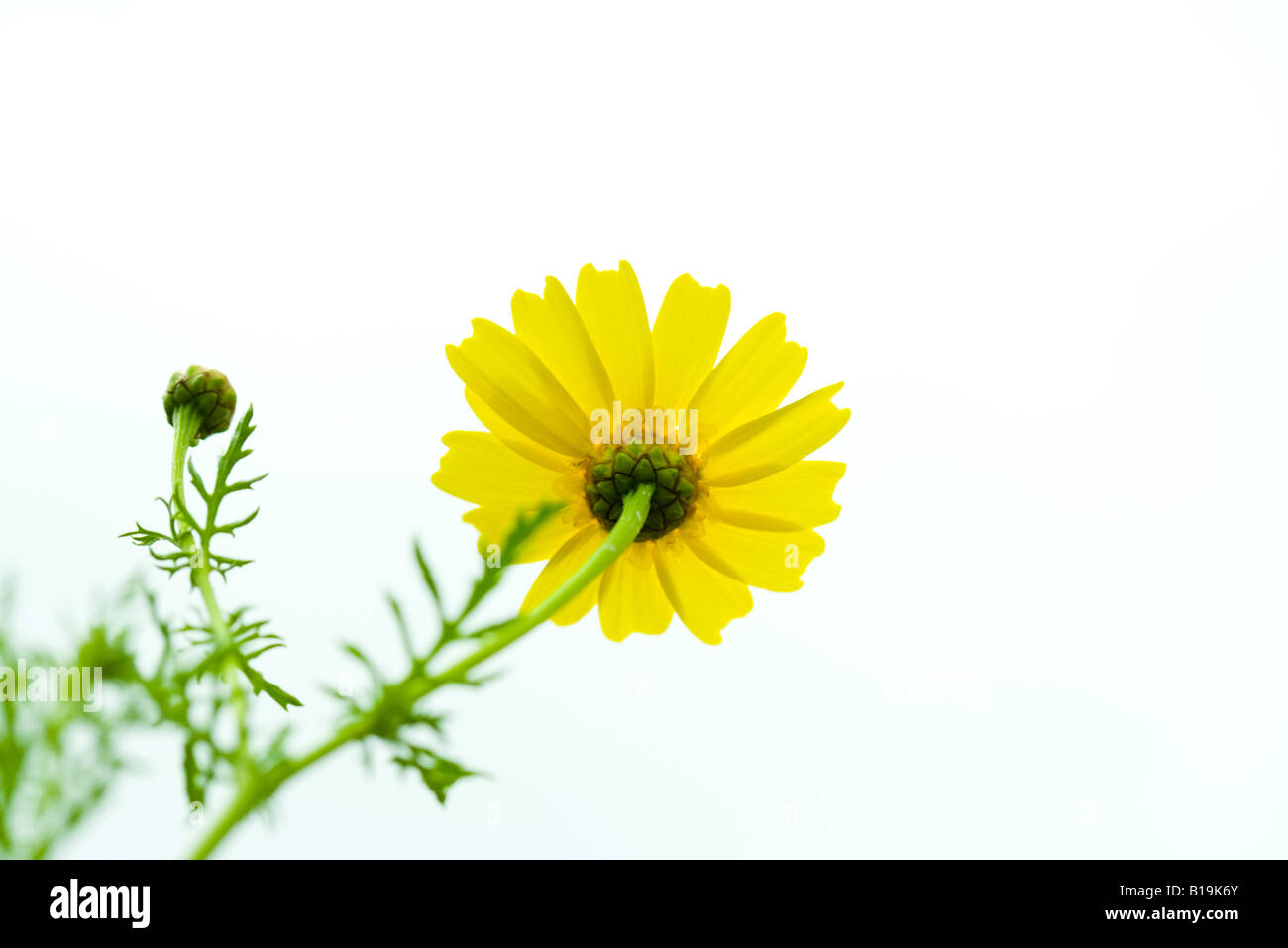 Crown daisy, low angle view Stock Photo - Alamy