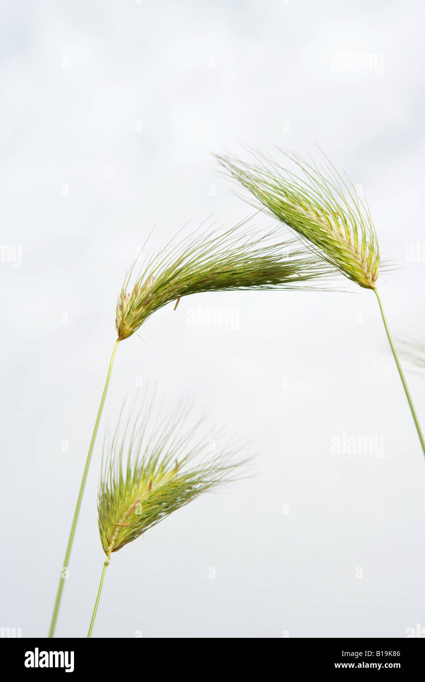 Green wheat, low angle view Stock Photo - Alamy