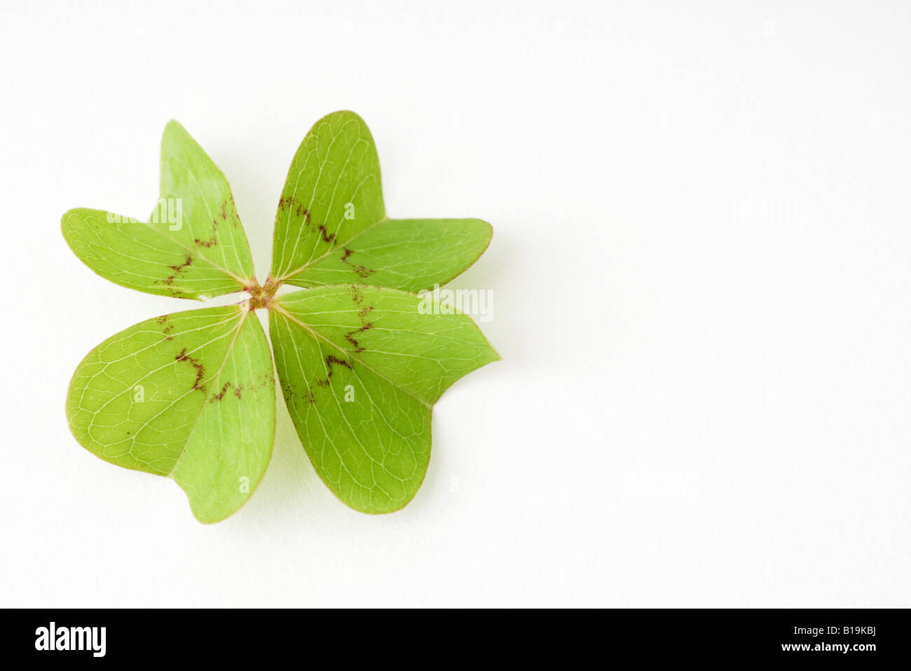 Four leaf clovers oxalis hi-res stock photography and images - Alamy