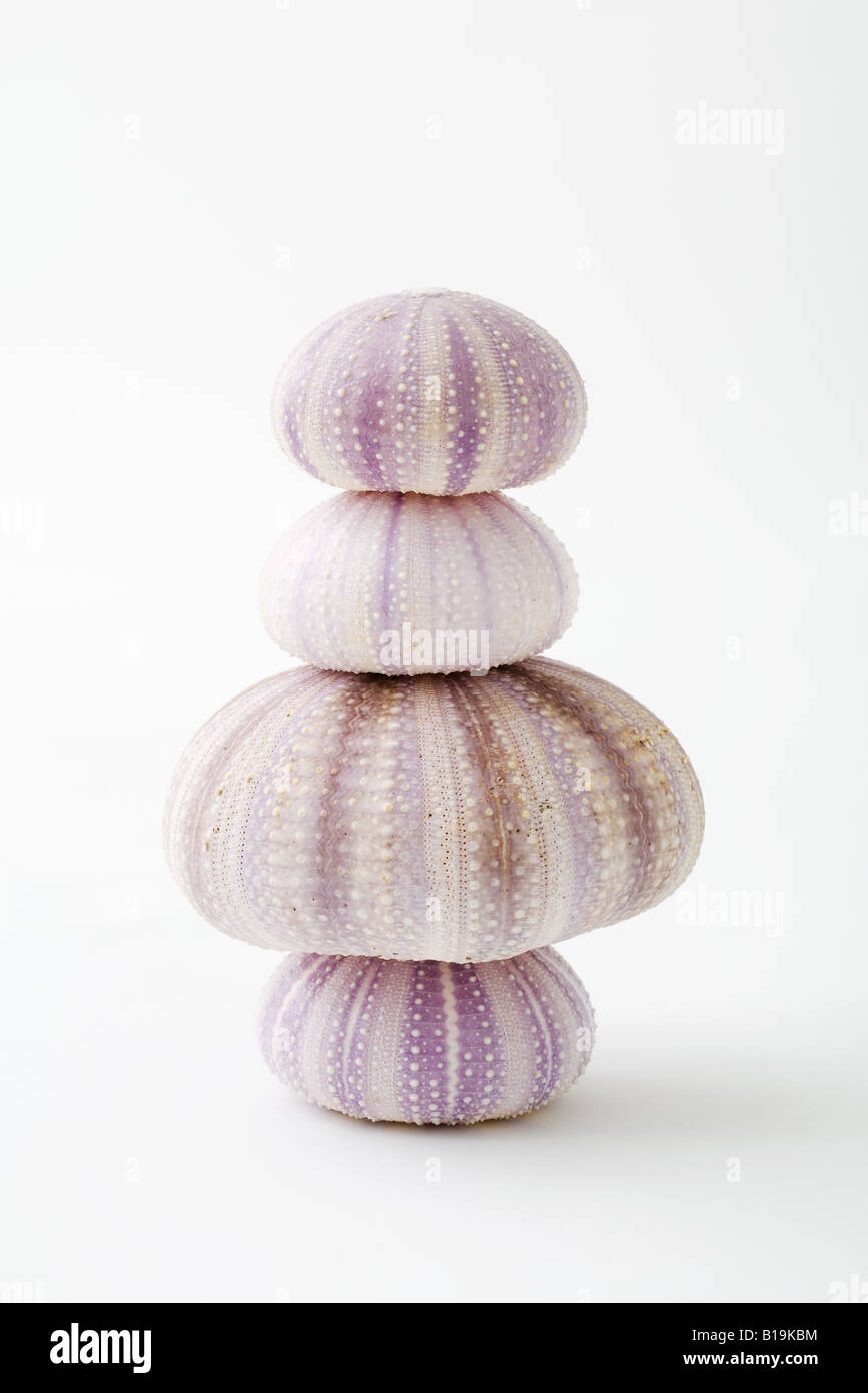 Dried sea urchin shells, stacked Stock Photo - Alamy