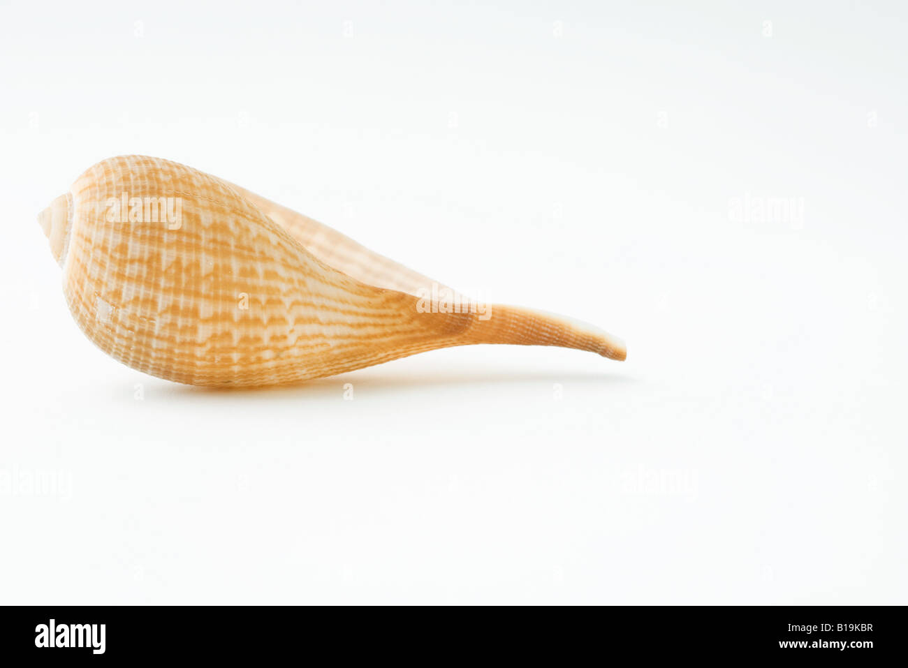 Seashell exoskeleton hi-res stock photography and images - Alamy