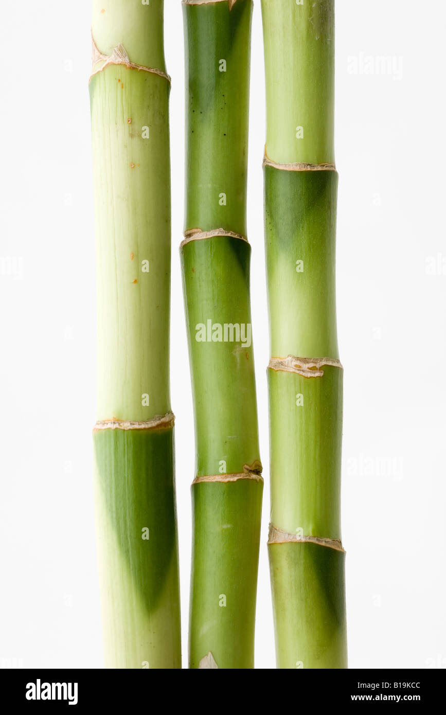 Bamboo like stems hi-res stock photography and images - Alamy