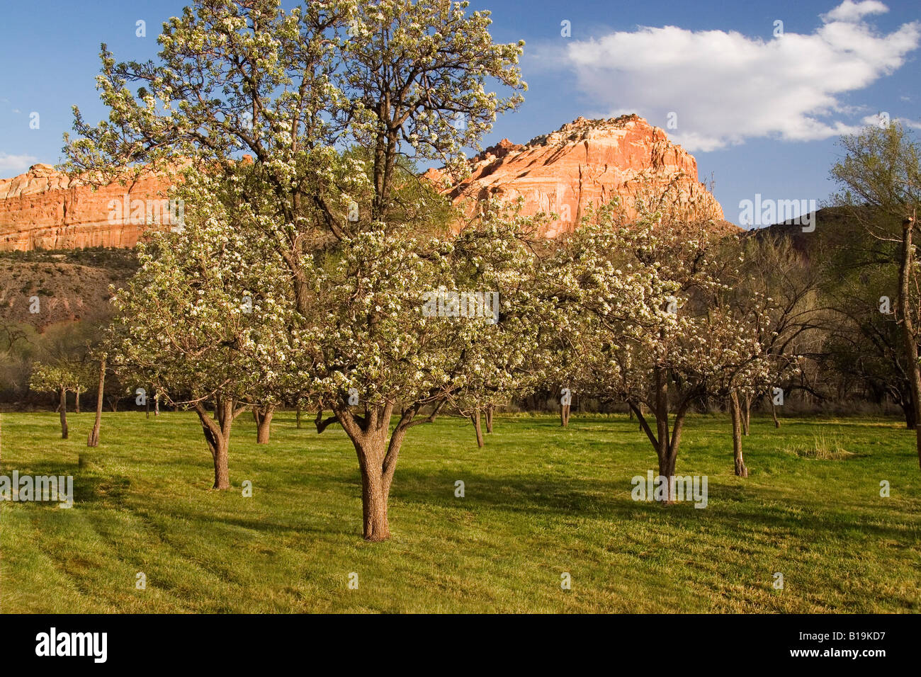 Apple orchard in Capitol Reef National Park Historic Fruita District ...