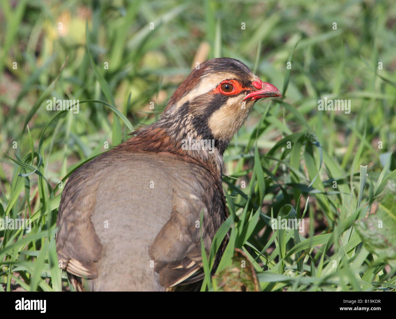 Red wing partridge hi-res stock photography and images - Alamy