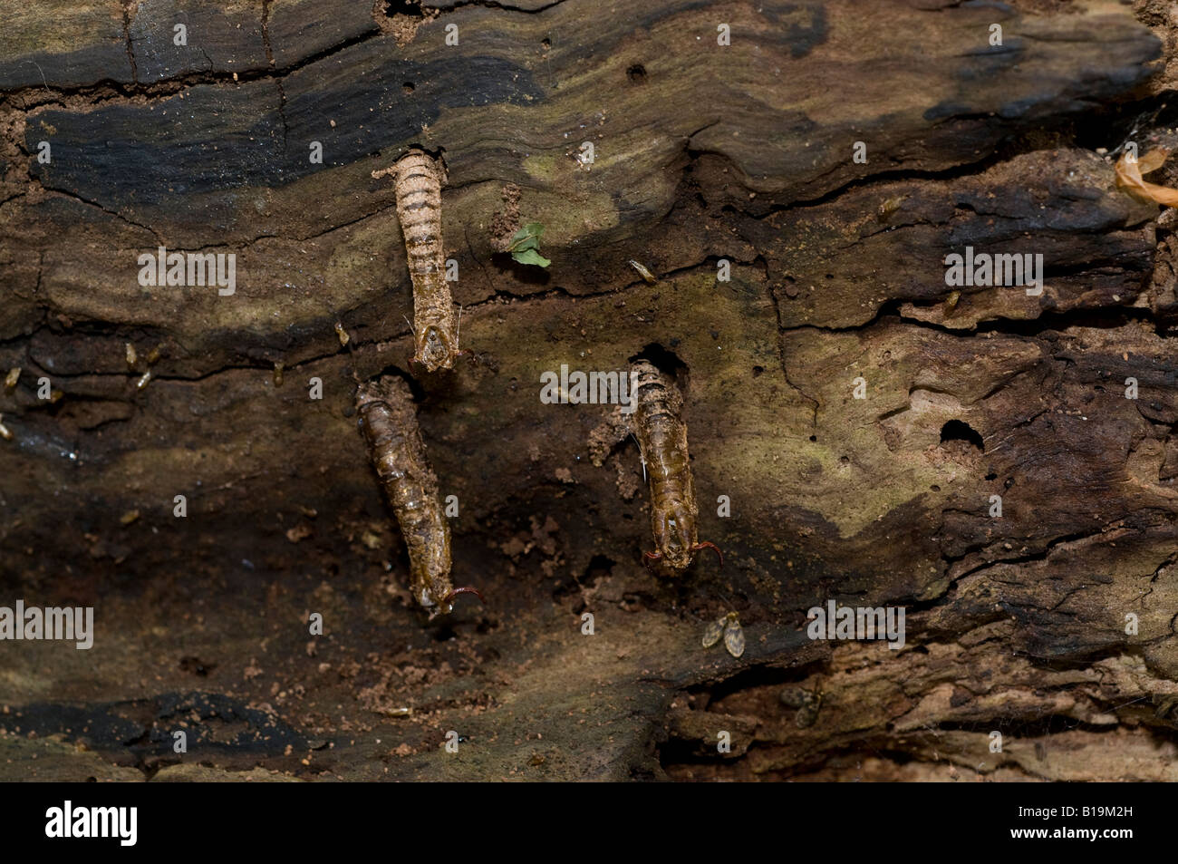 Crane fly pupa hi-res stock photography and images - Alamy