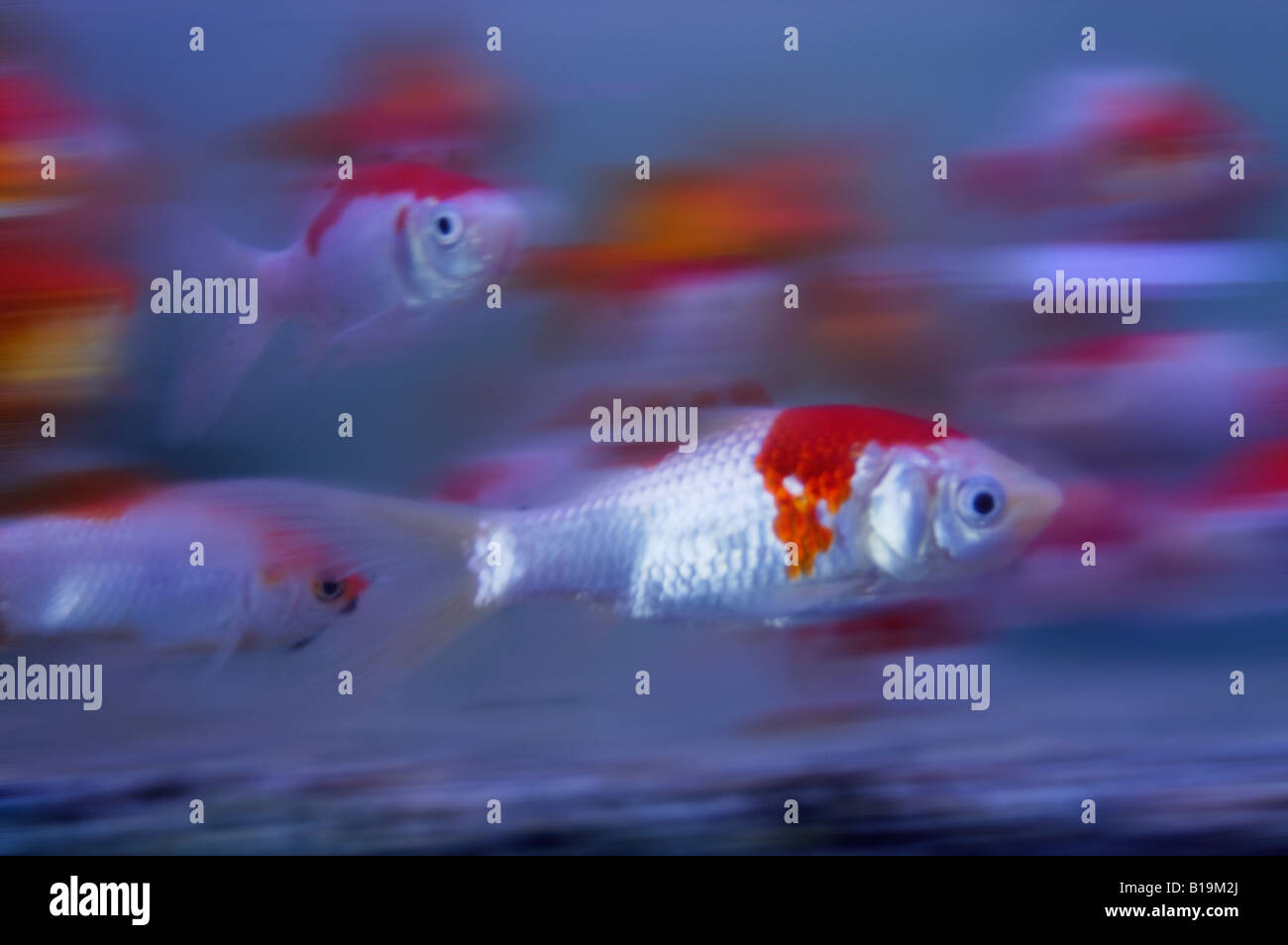 goldfish Kyoto Japan Stock Photo - Alamy
