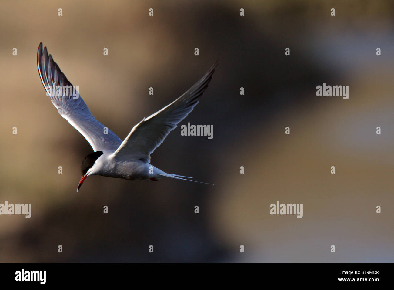 Forster s Tern in flight Stock Photo - Alamy