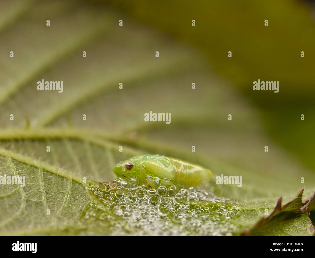 Froghopper Nymph (Aphrophoridae) on the underside of a leaf Stock Photo ...