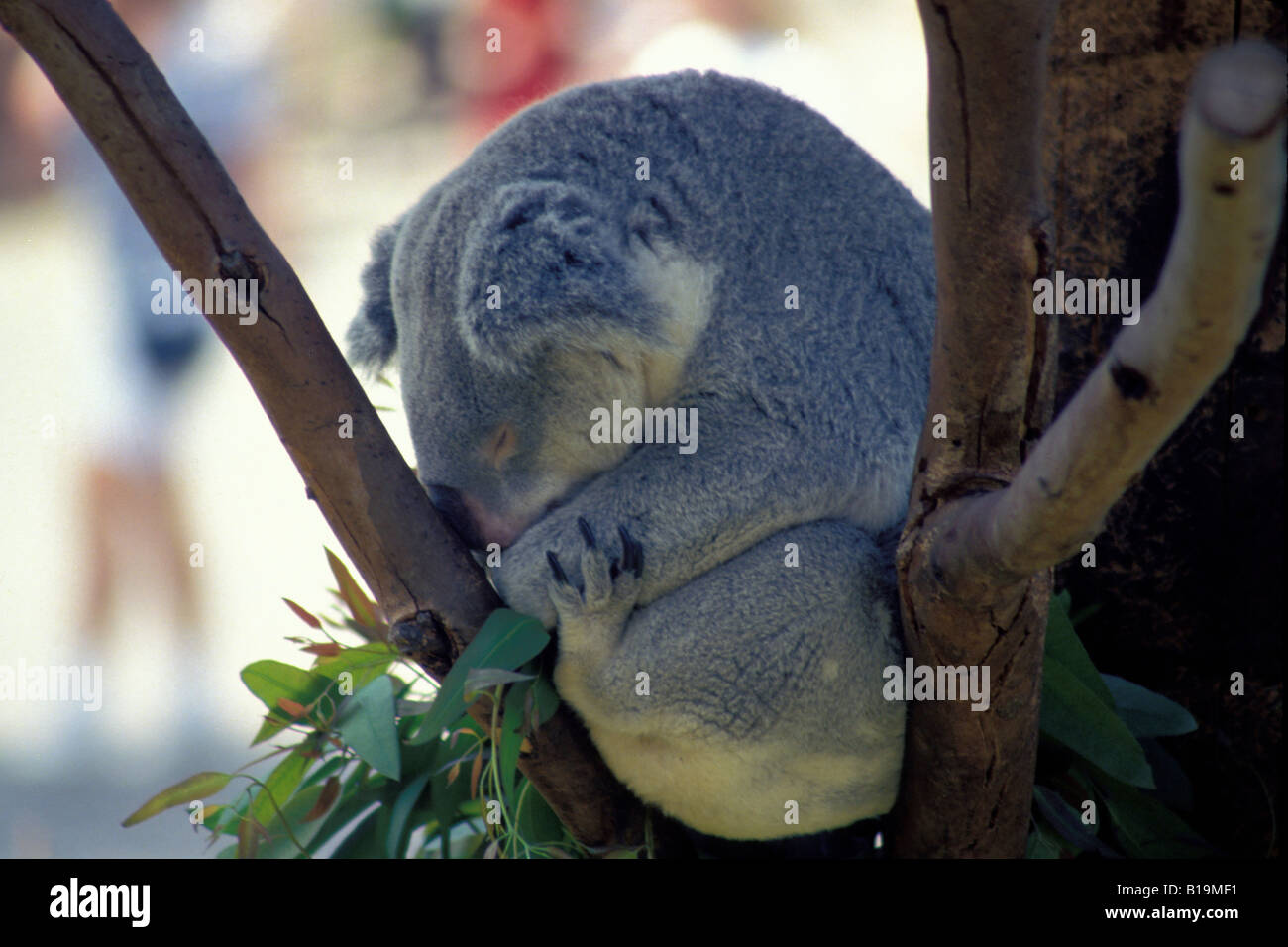 Koala nap hi-res stock photography and images - Alamy