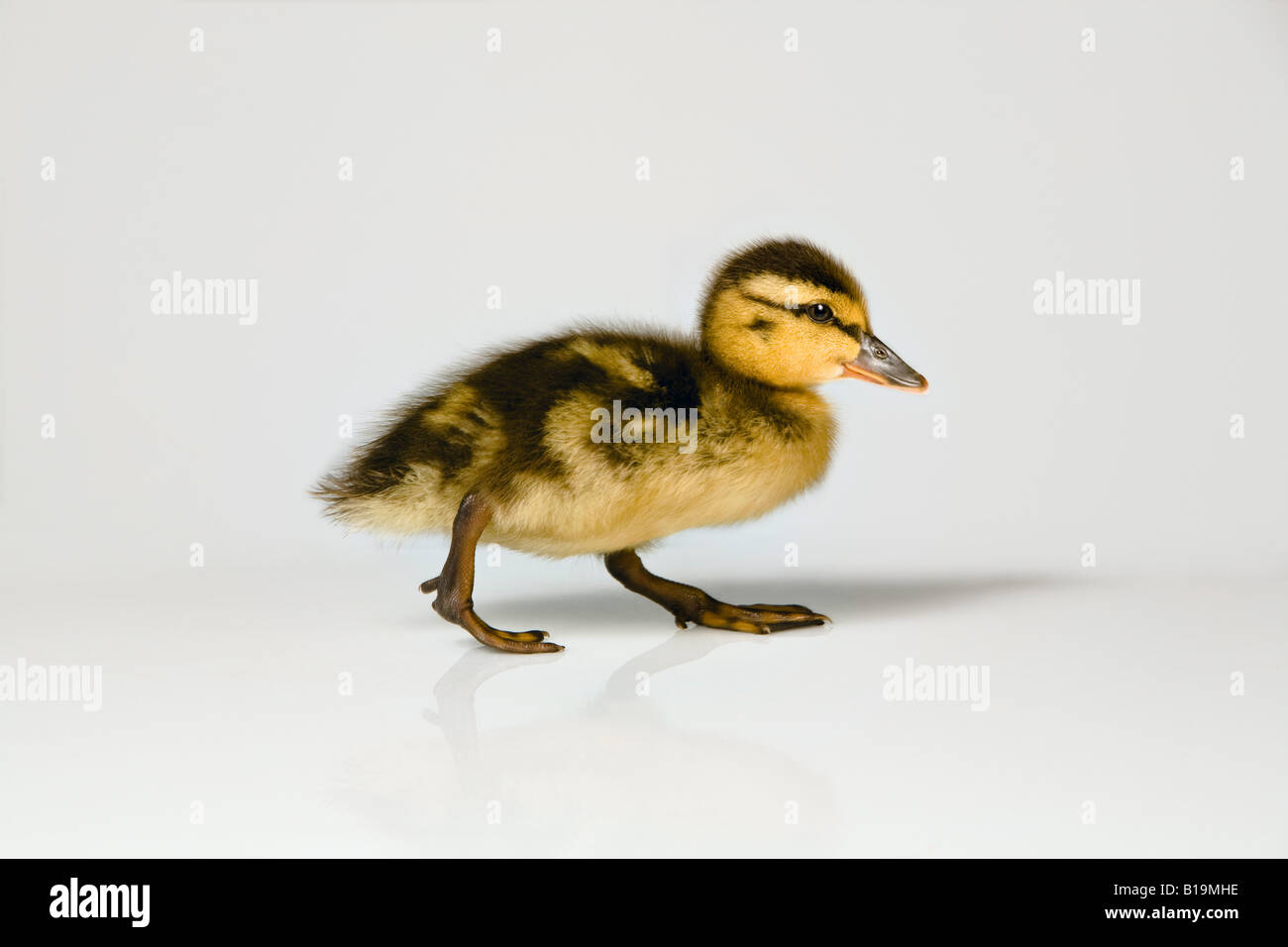 Younganimals hi-res stock photography and images - Alamy