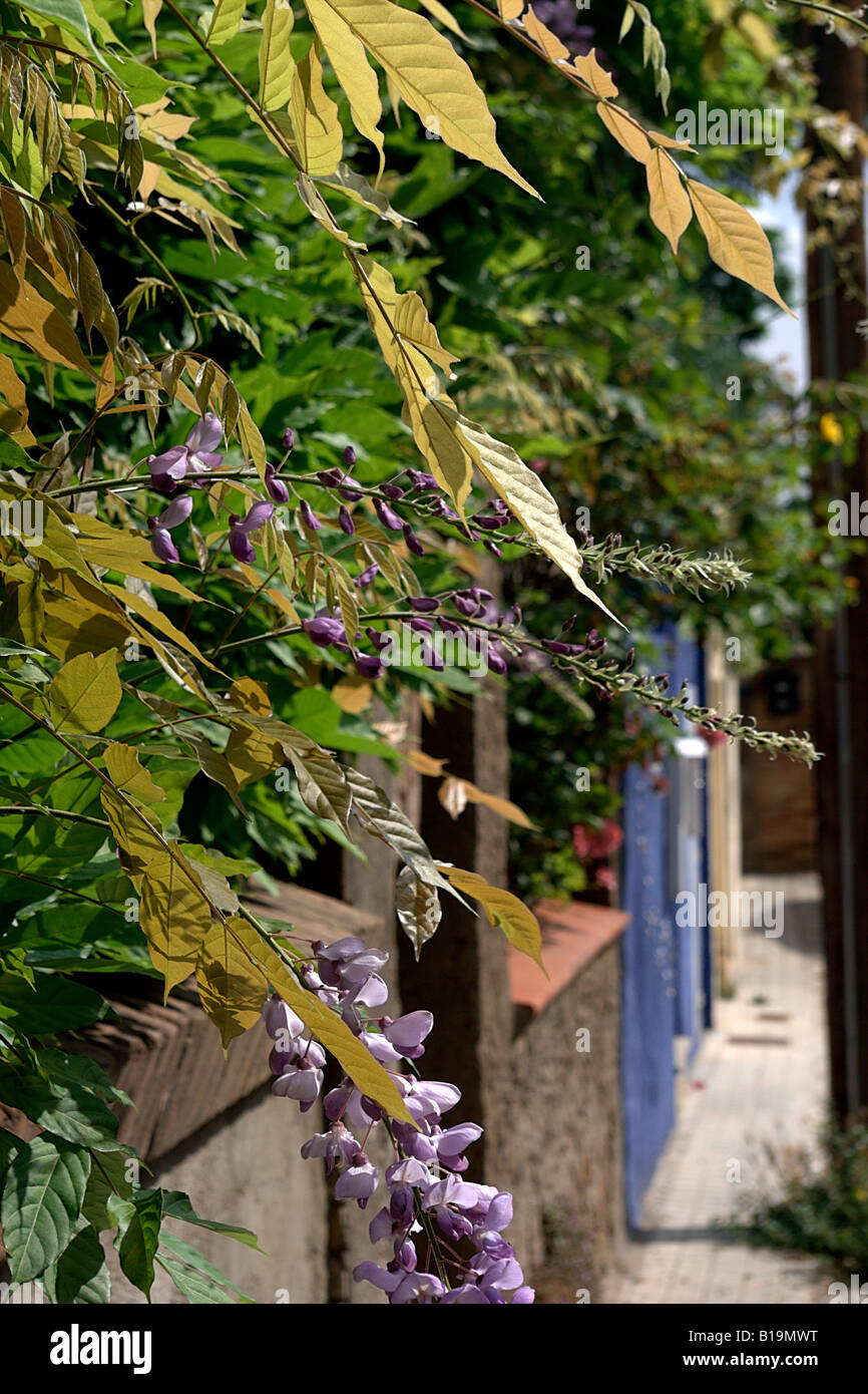 Foliage overhanging the street in Barcelona Stock Photo - Alamy