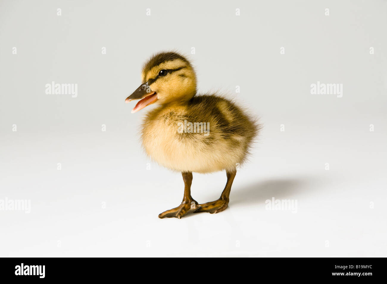 Quacking bird hi-res stock photography and images - Alamy