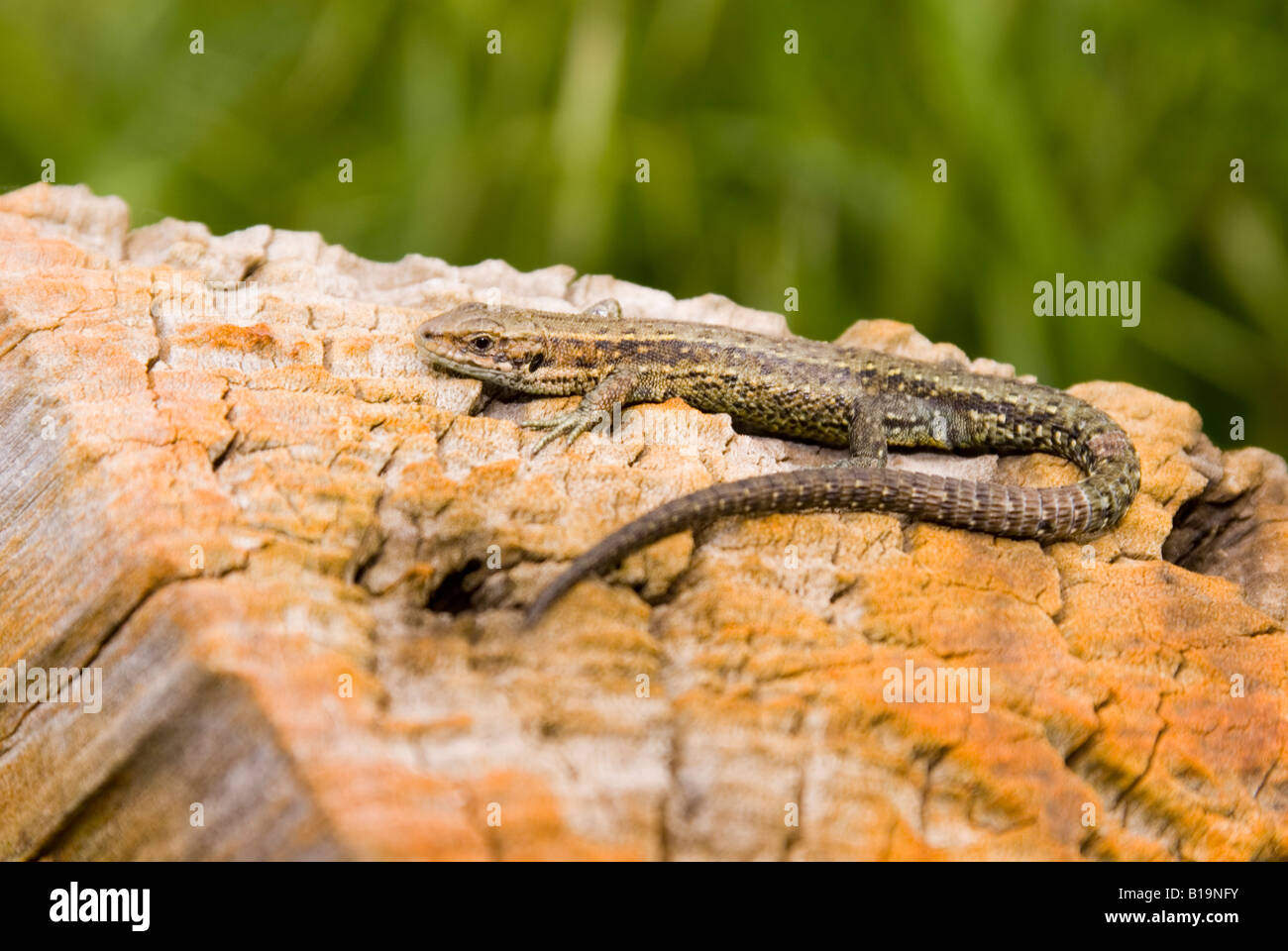 English lizards hi-res stock photography and images - Alamy