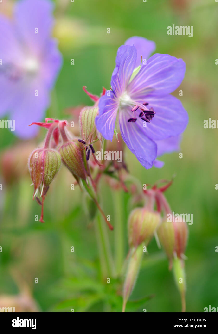 Ruprechtii hi-res stock photography and images - Alamy