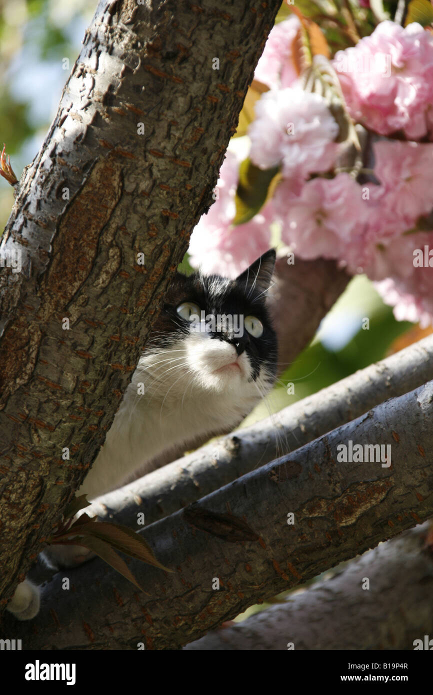 cat hiding in tree outdoors garden Stock Photo - Alamy