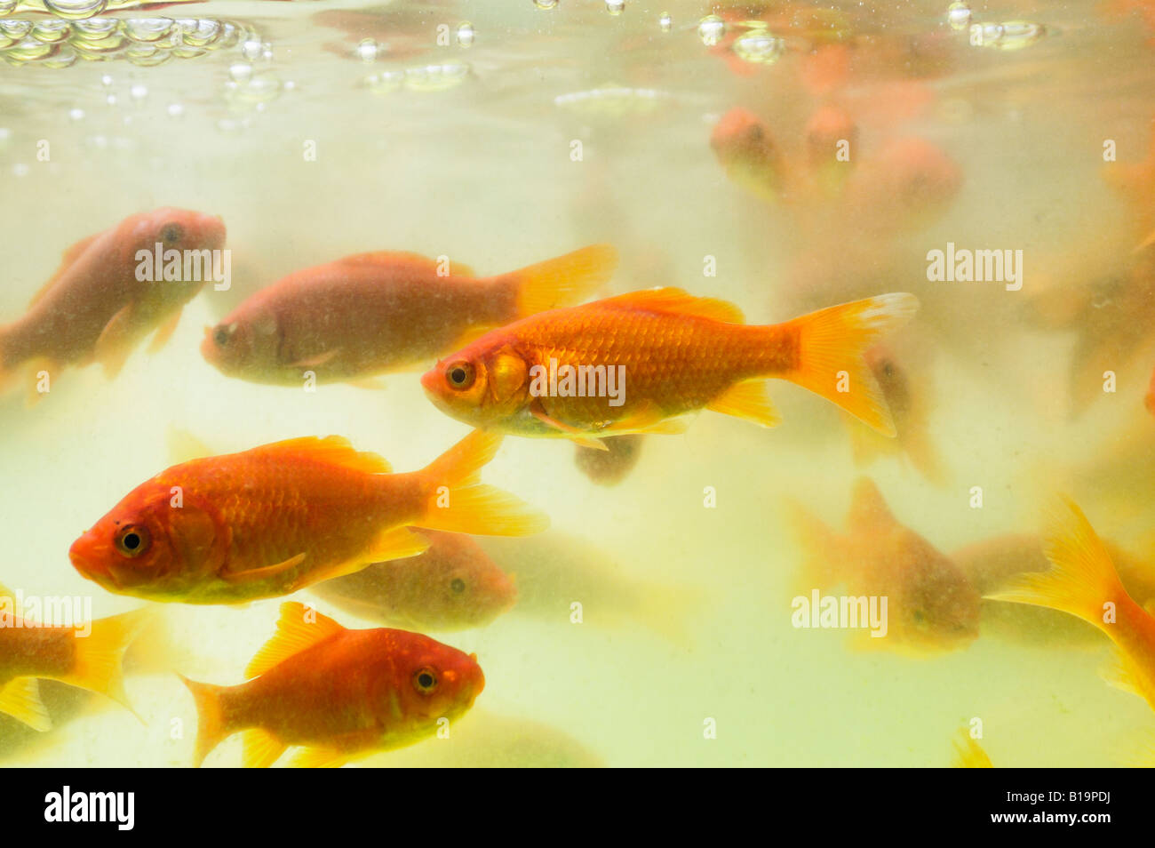 goldfish Kyoto Japan Stock Photo - Alamy