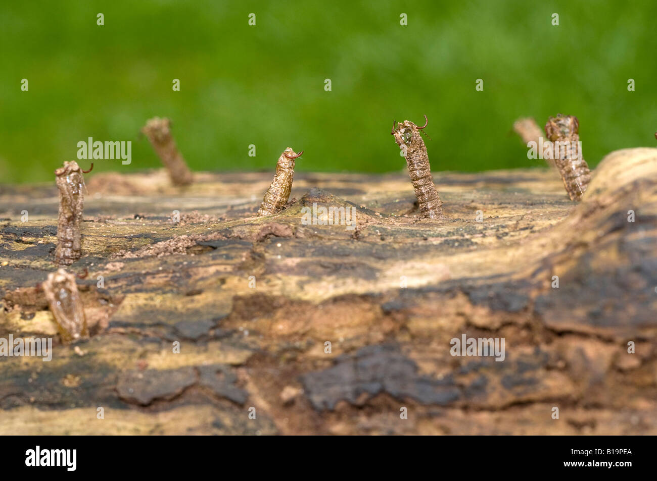 Empty pupal cases of Crane Flies possibly Ctenophora or Tipula sticking ...