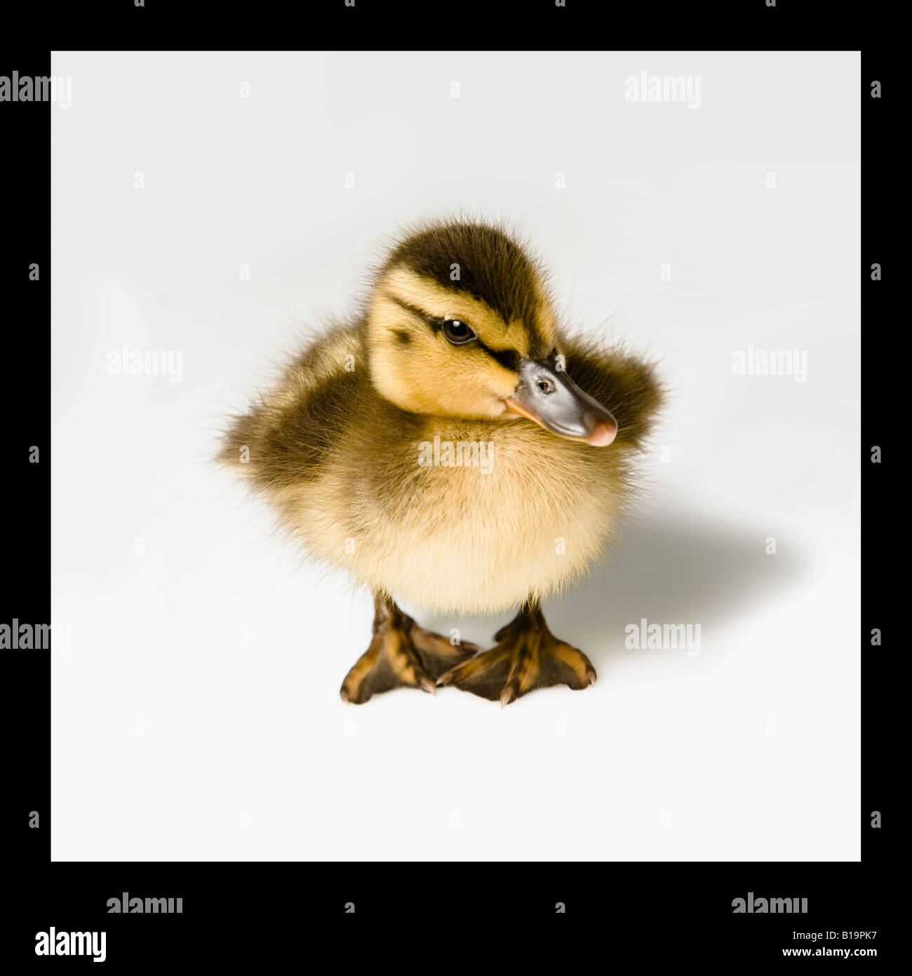 Younganimals hi-res stock photography and images - Alamy