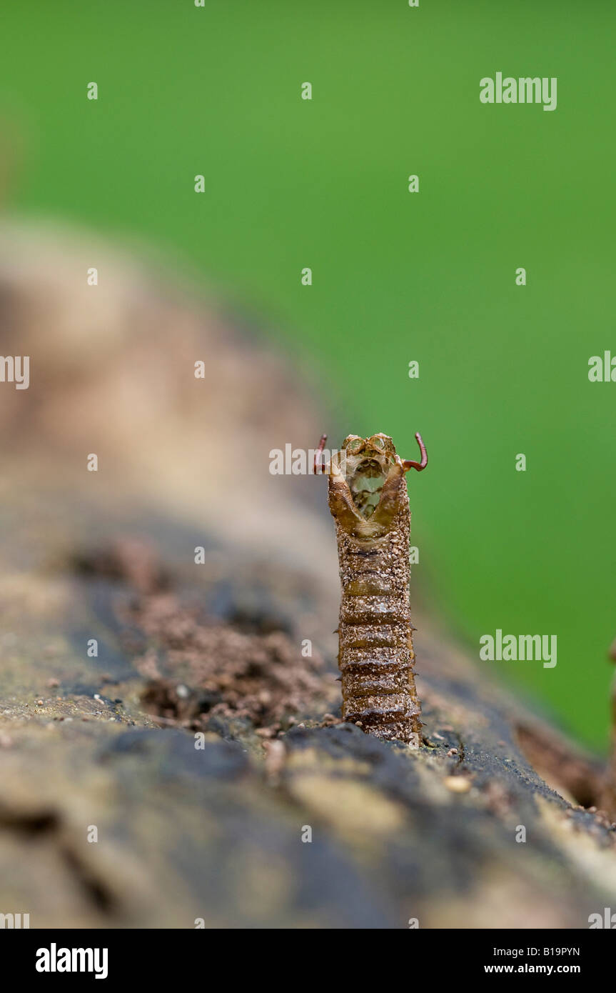 Pupal cases hi-res stock photography and images - Alamy