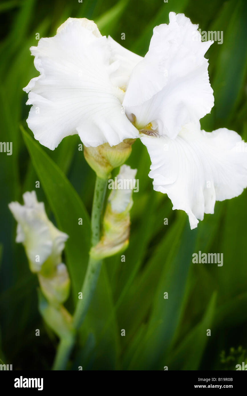 White iris blooming in a garden Stock Photo - Alamy