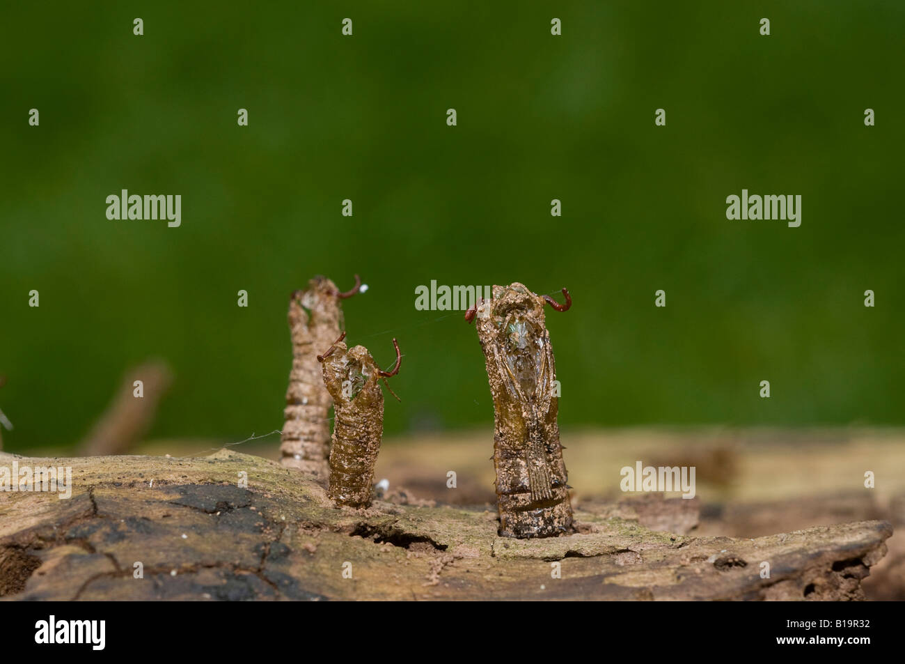Pupal cases hi-res stock photography and images - Alamy