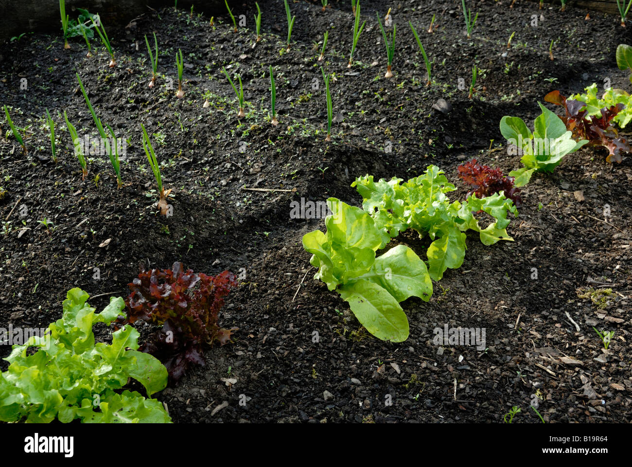 Mixed lettuces and Onions growing in a vegetable garden Stock Photo - Alamy