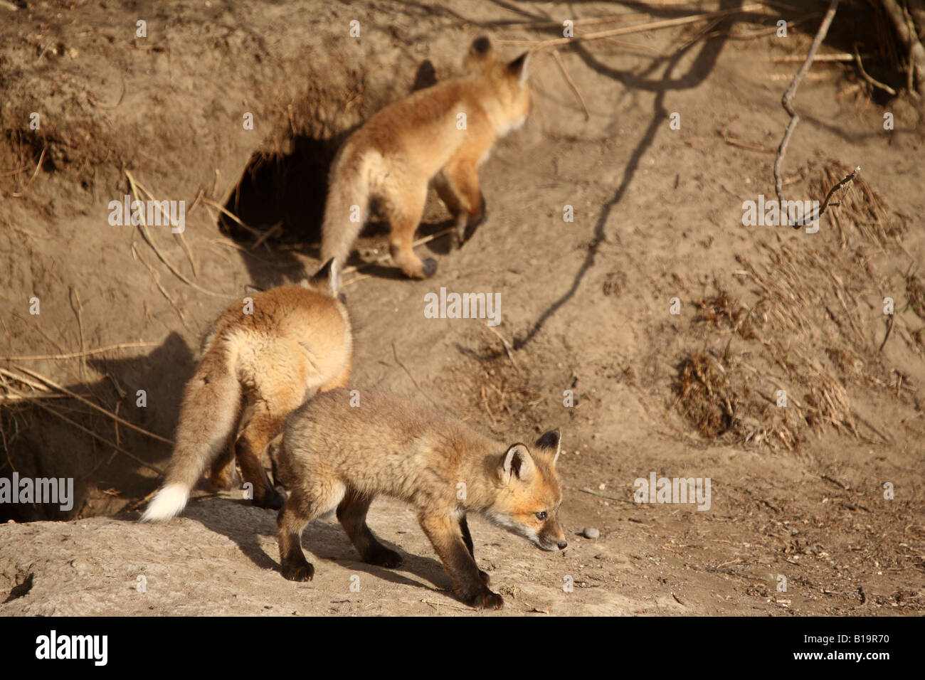 Three Red Fox pups at den Stock Photo - Alamy