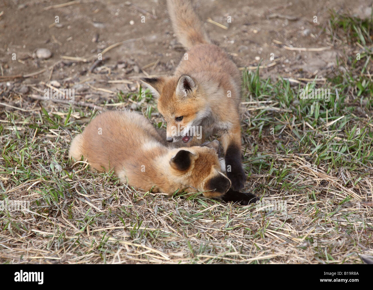 Two Red Fox pups playing outside their den Stock Photo - Alamy