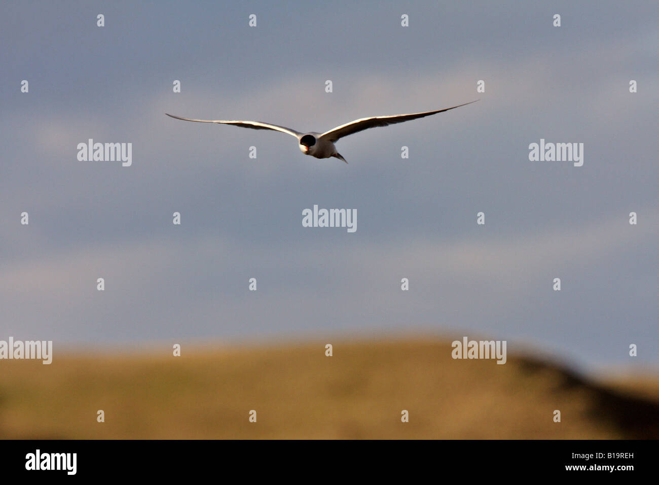 Forster s Tern in flight Stock Photo - Alamy