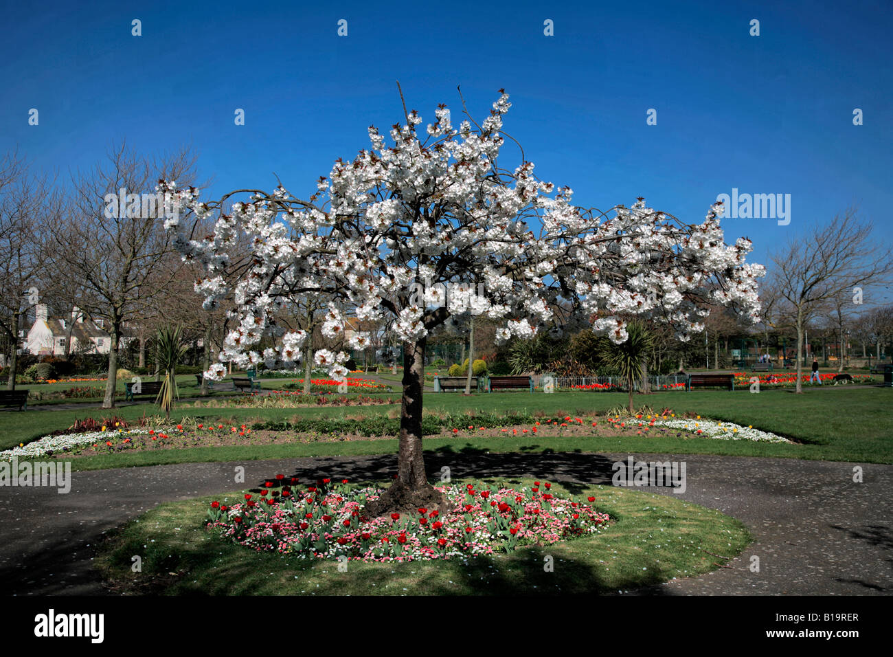 Spring Cherry tree in Beach House gardens Worthing Seafront Promenade ...