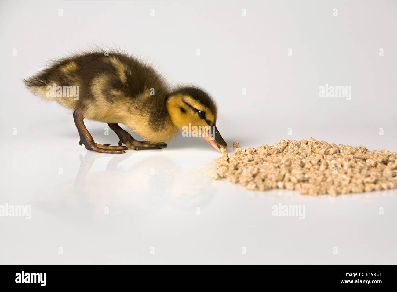 Duckchick hi-res stock photography and images - Alamy