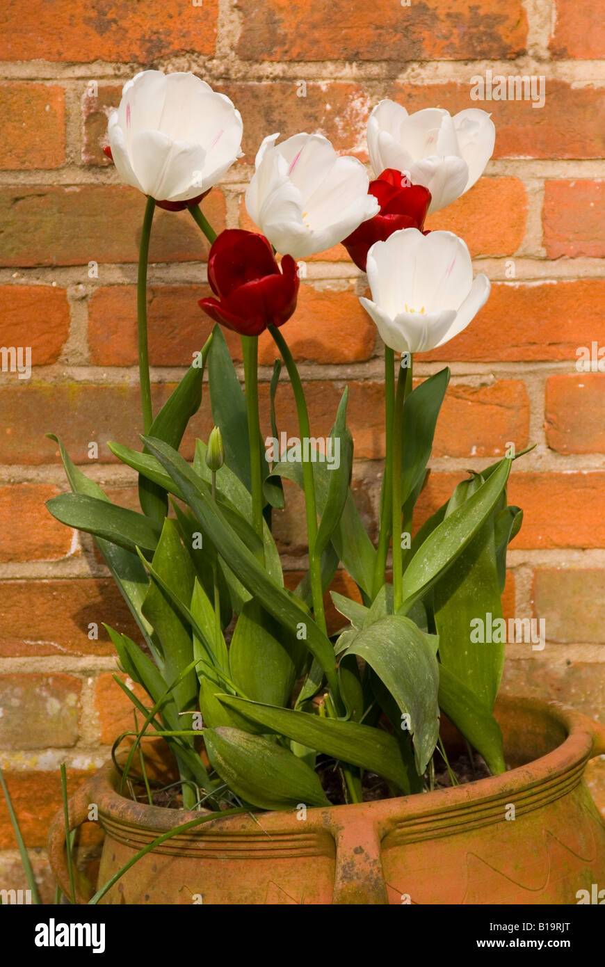 Red And White Tulips In A Clay Flower Pot Stock Photo - Alamy